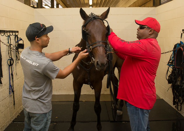 George Teague | Wiggle It, Jiggle It - Horse of the Year