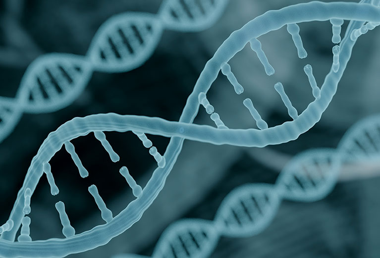 Genetics in Horses | Precision Medicine