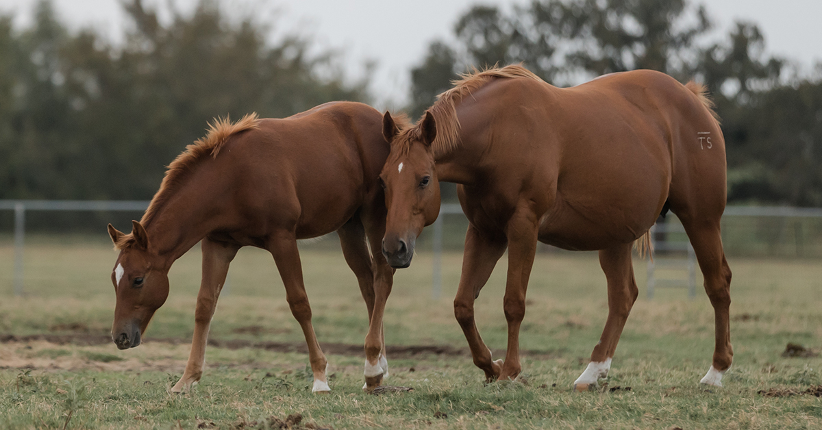 Iron in Horses | Iron Horse Nutrition