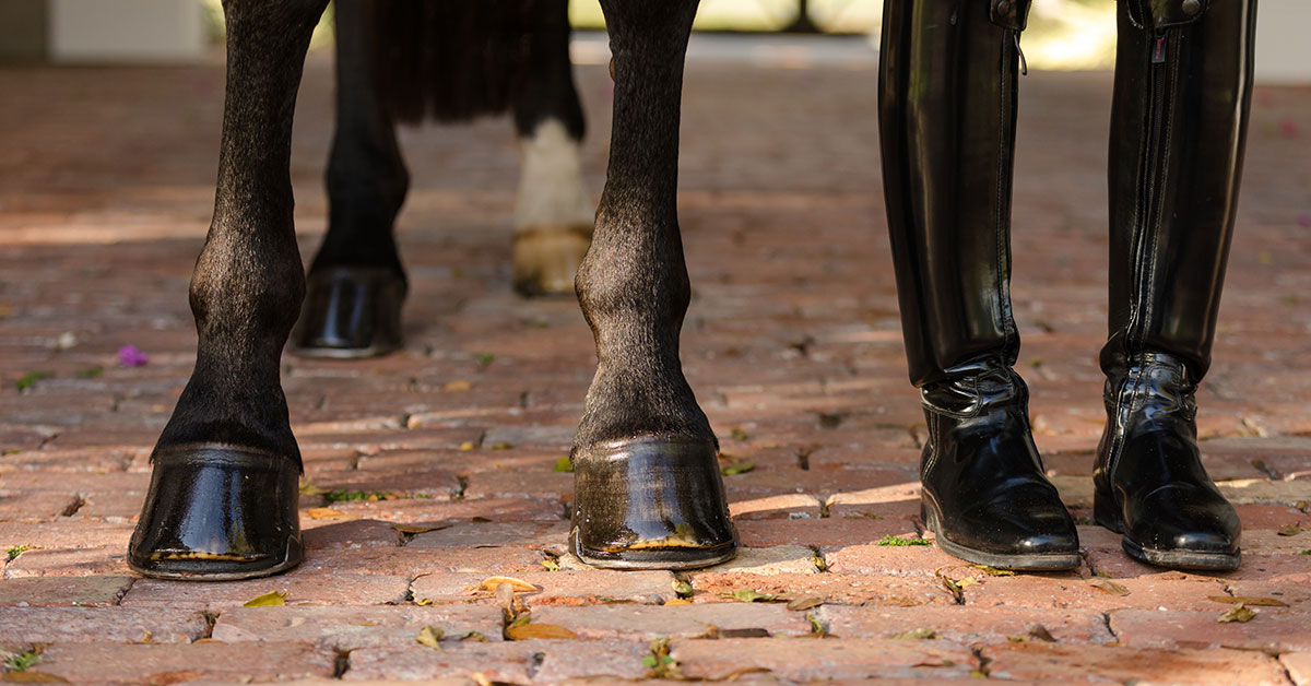 Horse Hoof Health Tips| Horse Feet