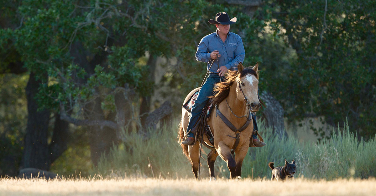 Working Cow Dogs: A Rancher’s Best Friend