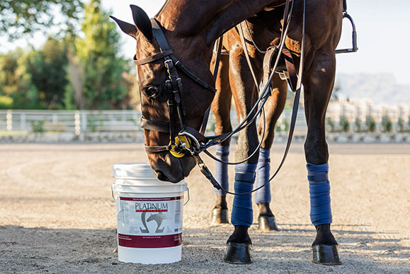 Horses Wellness - Foundations - Feature Story - Platinum Performance Equine