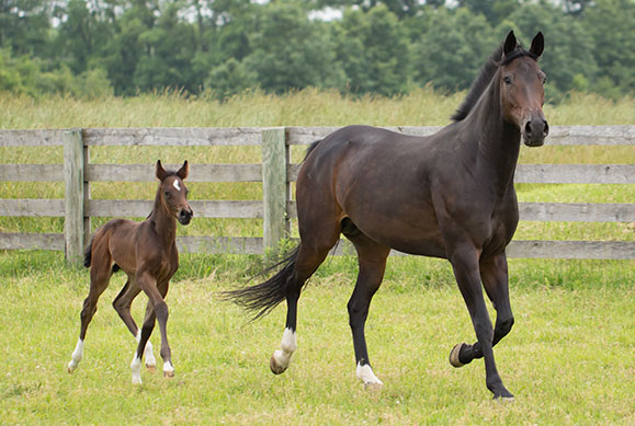 Horse Reproductive Supplements | Platinum Performance