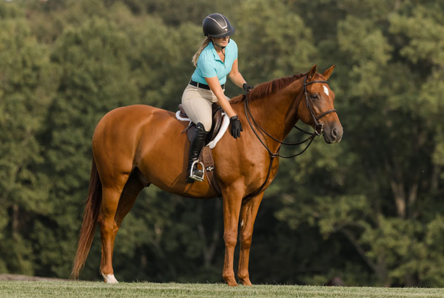 Equine Digestive Supplements | Horse Probiotics