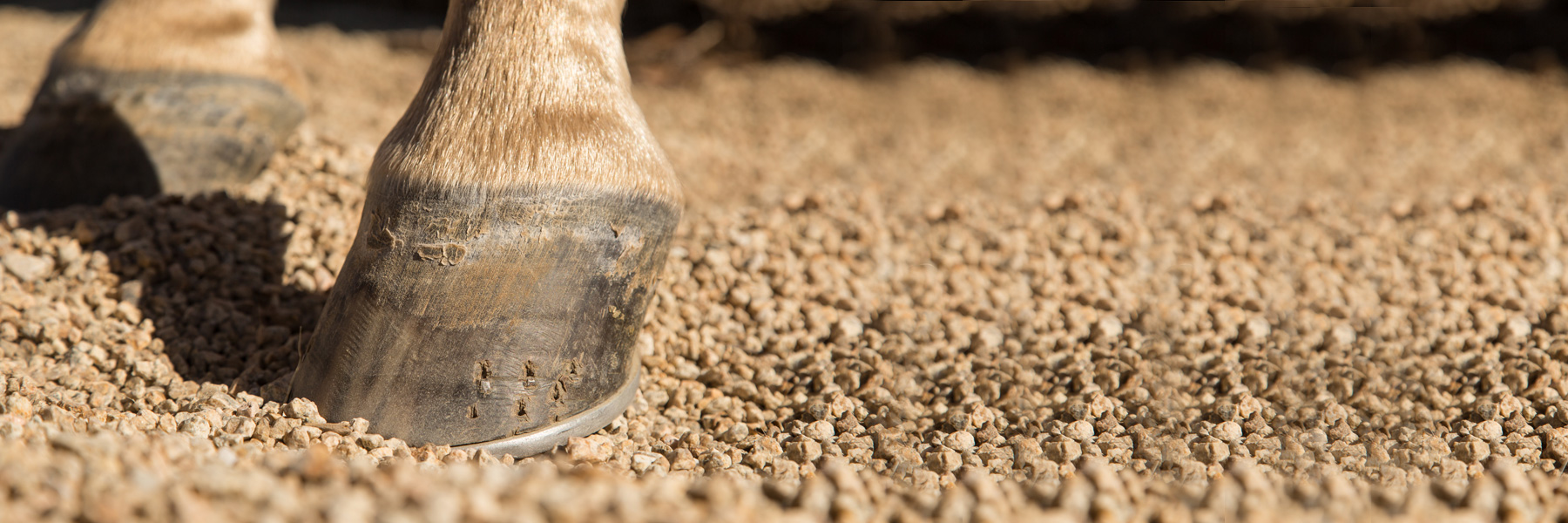 How Nutrition Can Make a Difference in Equine Hoof Health