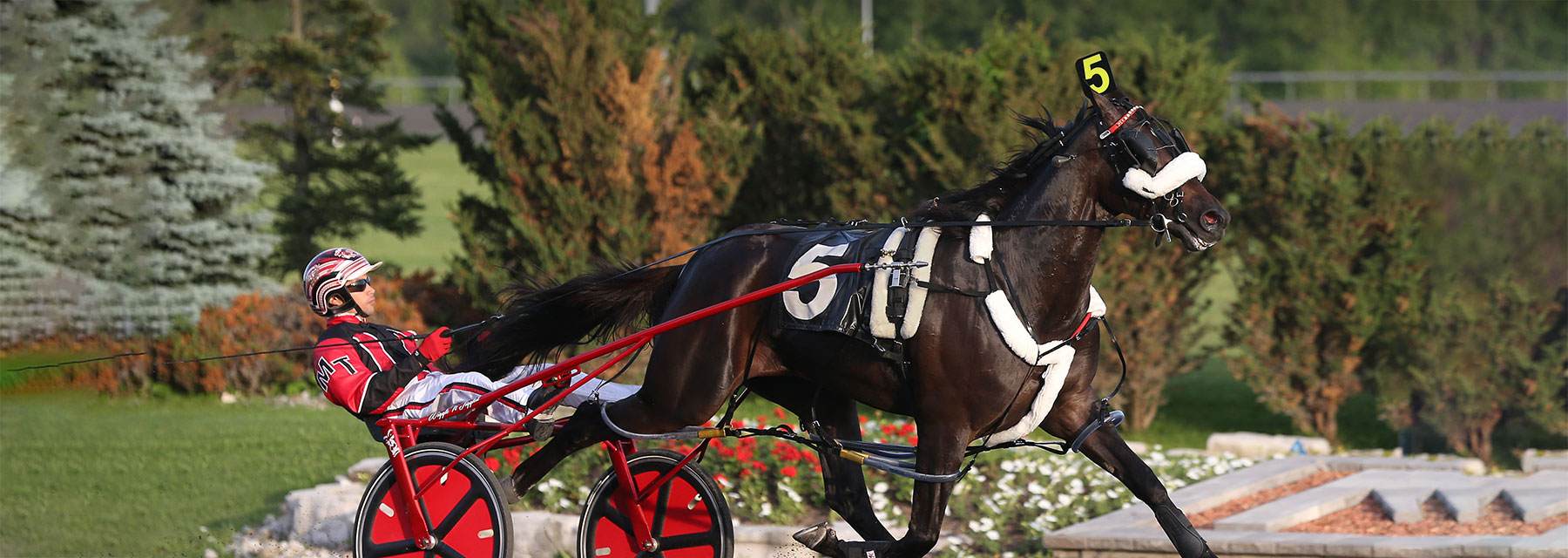 George Teague | Wiggle It, Jiggle It - Horse of the Year