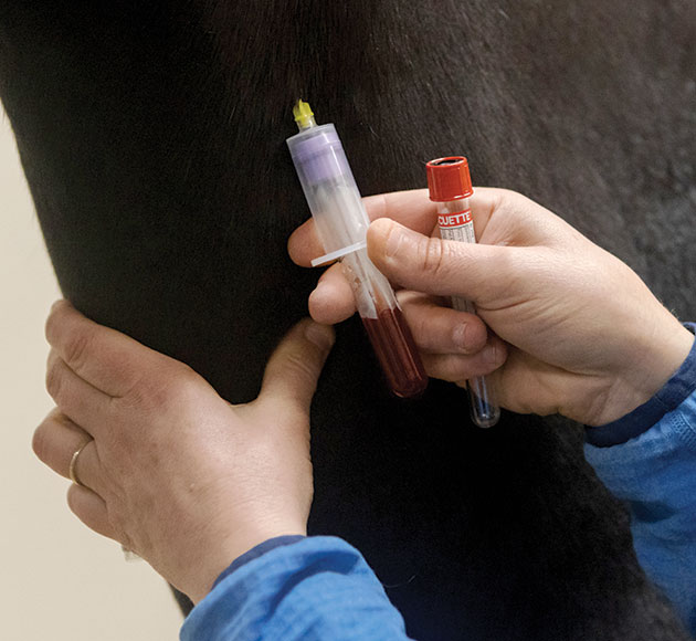 Anemia in Horses | Equine Anemia