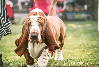 Dog Supplements | Pet Supplements