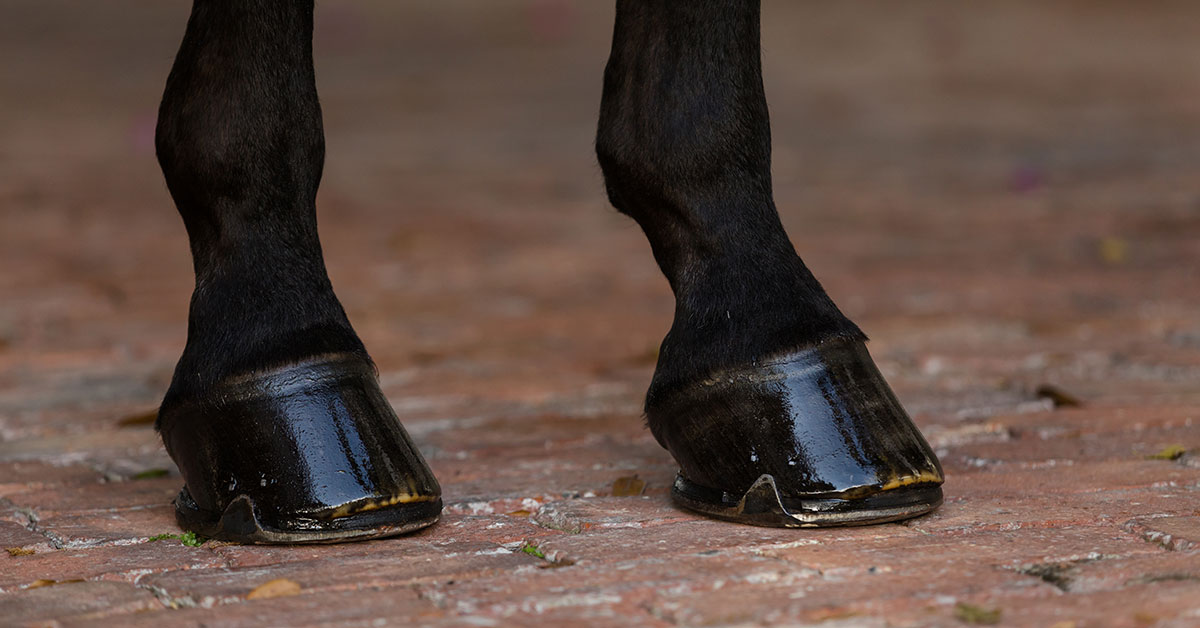 How Nutrition Can Make a Difference in Equine Hoof Health