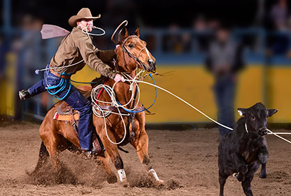 Team Roping - Western - Performance - Horses
