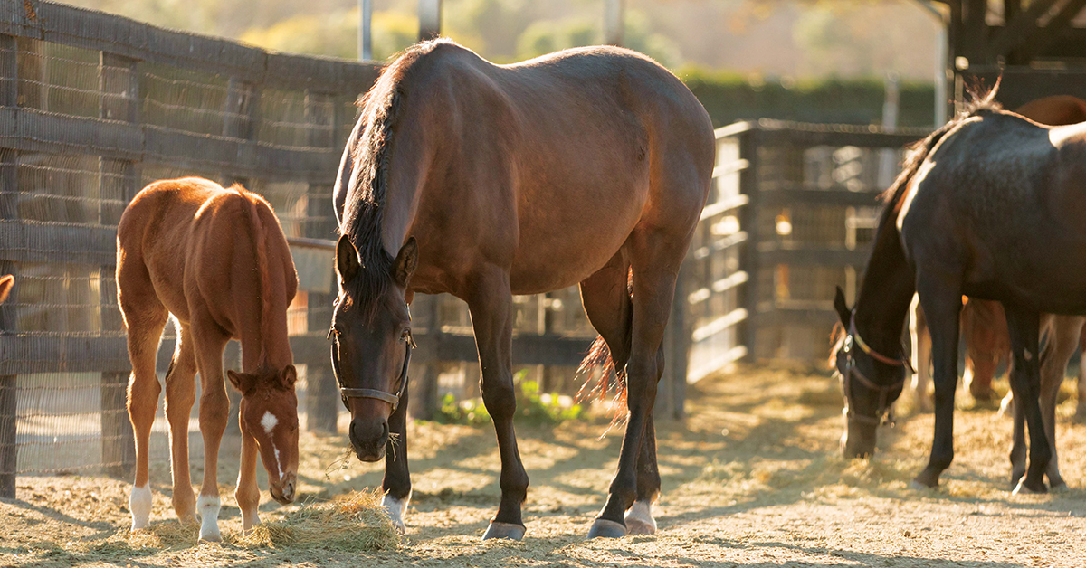 Broodmare Health | Platinum Performance