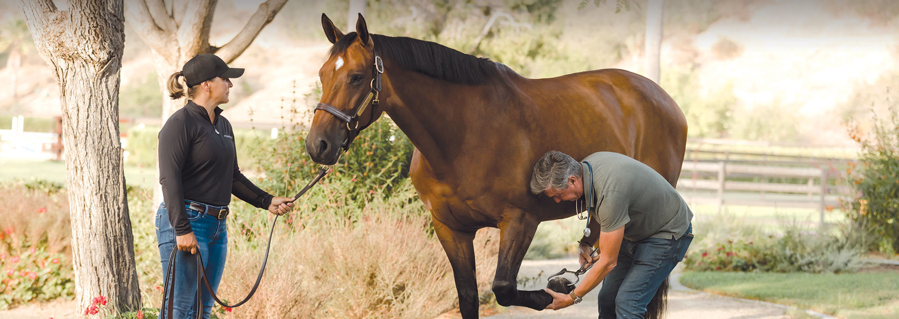 Navicular Syndrome: A Better Understanding