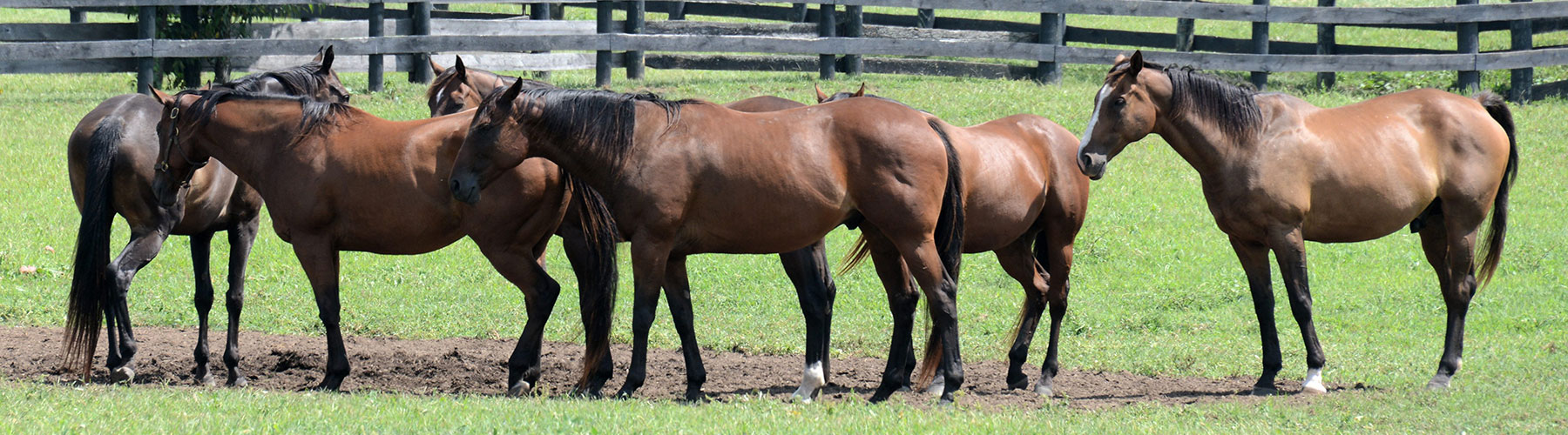 Old Friends Thoroughbred Retirement Farms