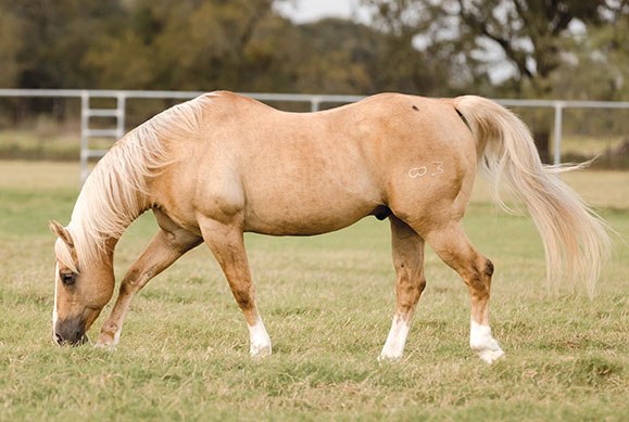 Horse Reproductive Supplements | Platinum Performance