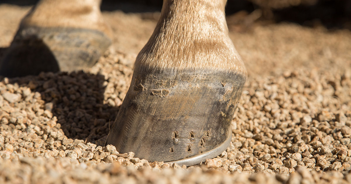 How Nutrition Can Make a Difference in Equine Hoof Health