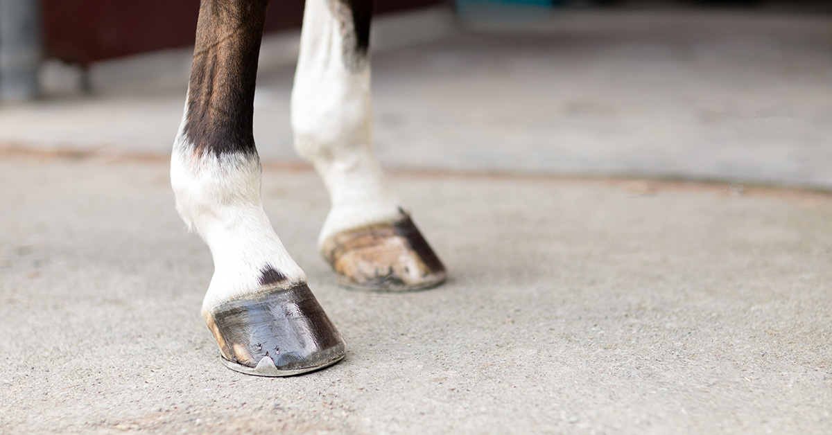 Horse Hoof Care | Healthy Horse Hooves | Equine Hoof Health