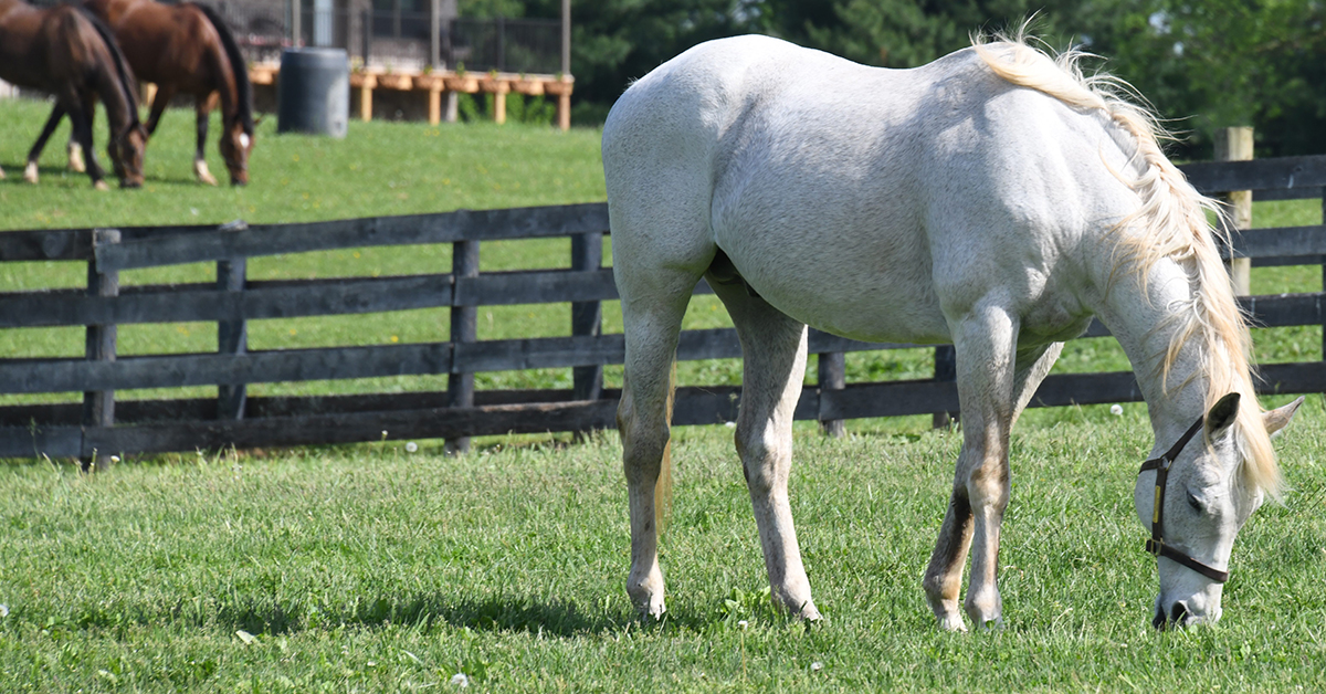 Old Friends Thoroughbred Retirement Farms