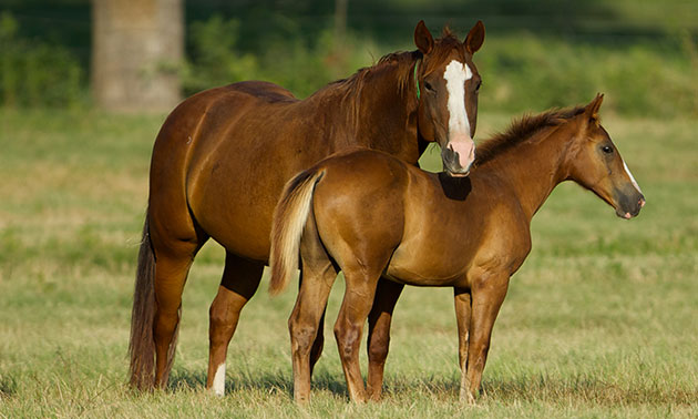 On Demand CE Lectures
