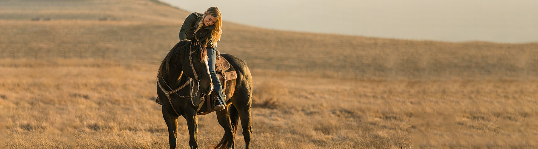 Team Roping - Western - Performance - Horses