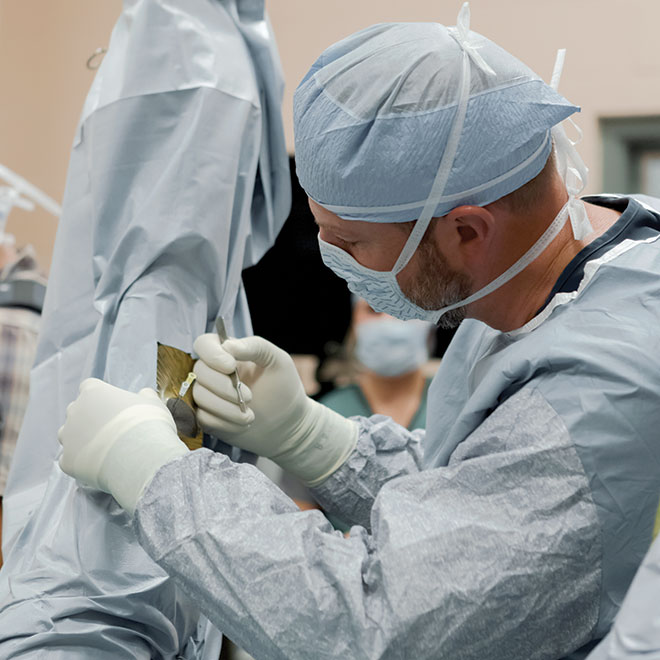 Horse Doctors | Equine Veterinarians