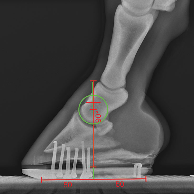 Navicular Syndrome: A Better Understanding