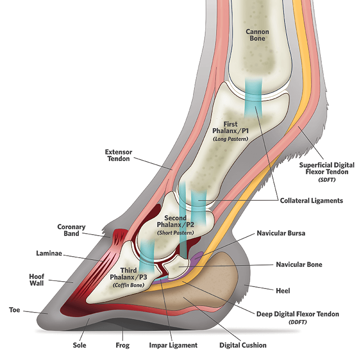 Navicular Syndrome: A Better Understanding
