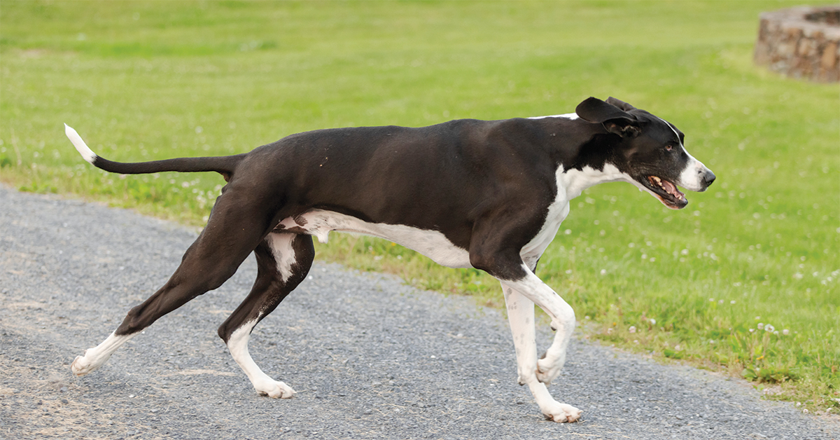 Canine Mobility: Factors Affecting a Dog's Ability to Move
