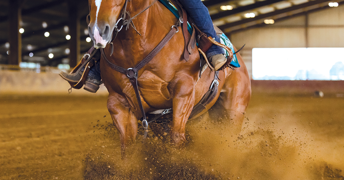 Power of Protein for Horses