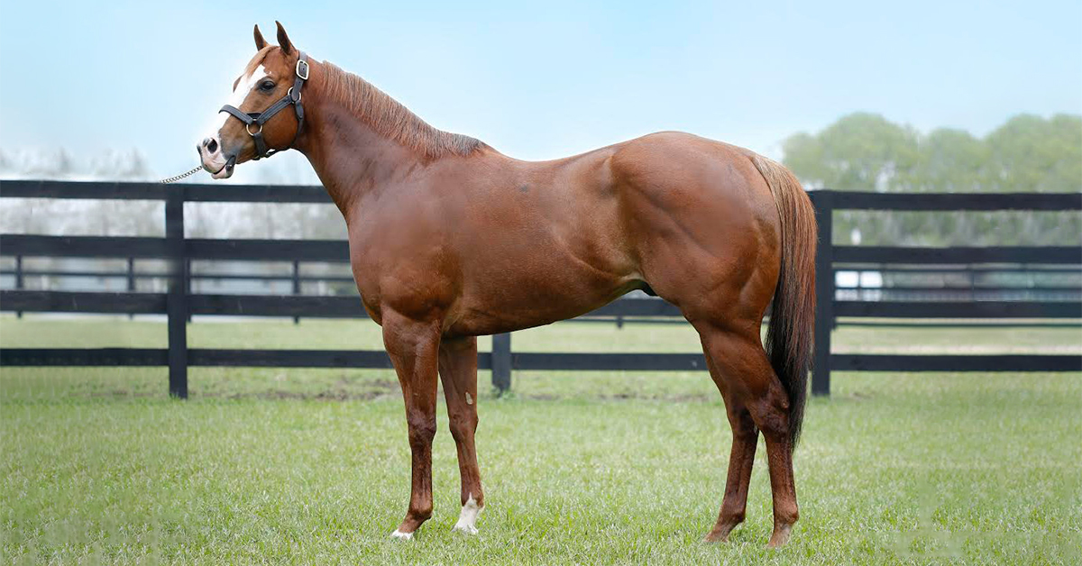 Horse Racing and Equine Reproductive Redemption