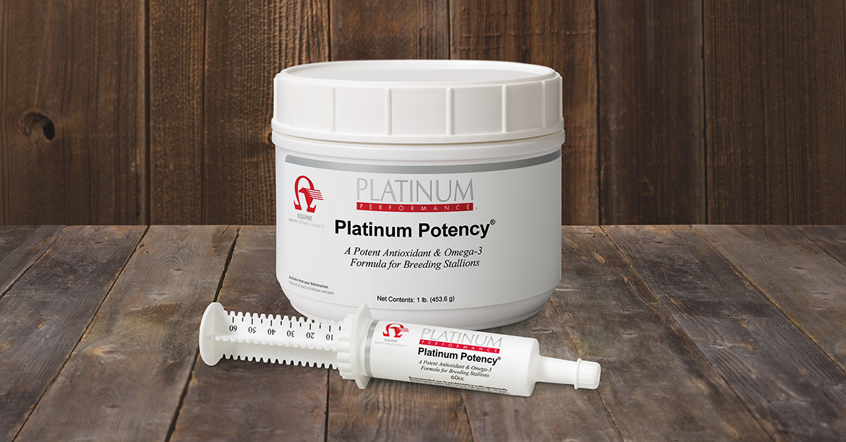 Feeding for Enhanced Fertility in Stallions