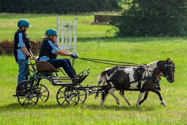 Equine Gut Health |Horse Probiotics | Platinum Performance GI
