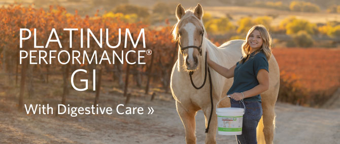 Aiding Equine Joint Longevity | Platinum Performance Article